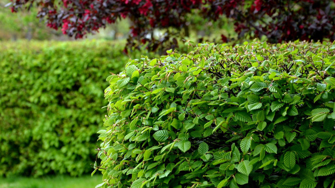 Köp Hagtorn | Häckplantor & Skötsel | InstantGarden