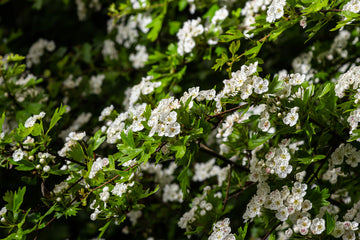 Köp Hagtorn | Häckplantor & Skötsel | InstantGarden
